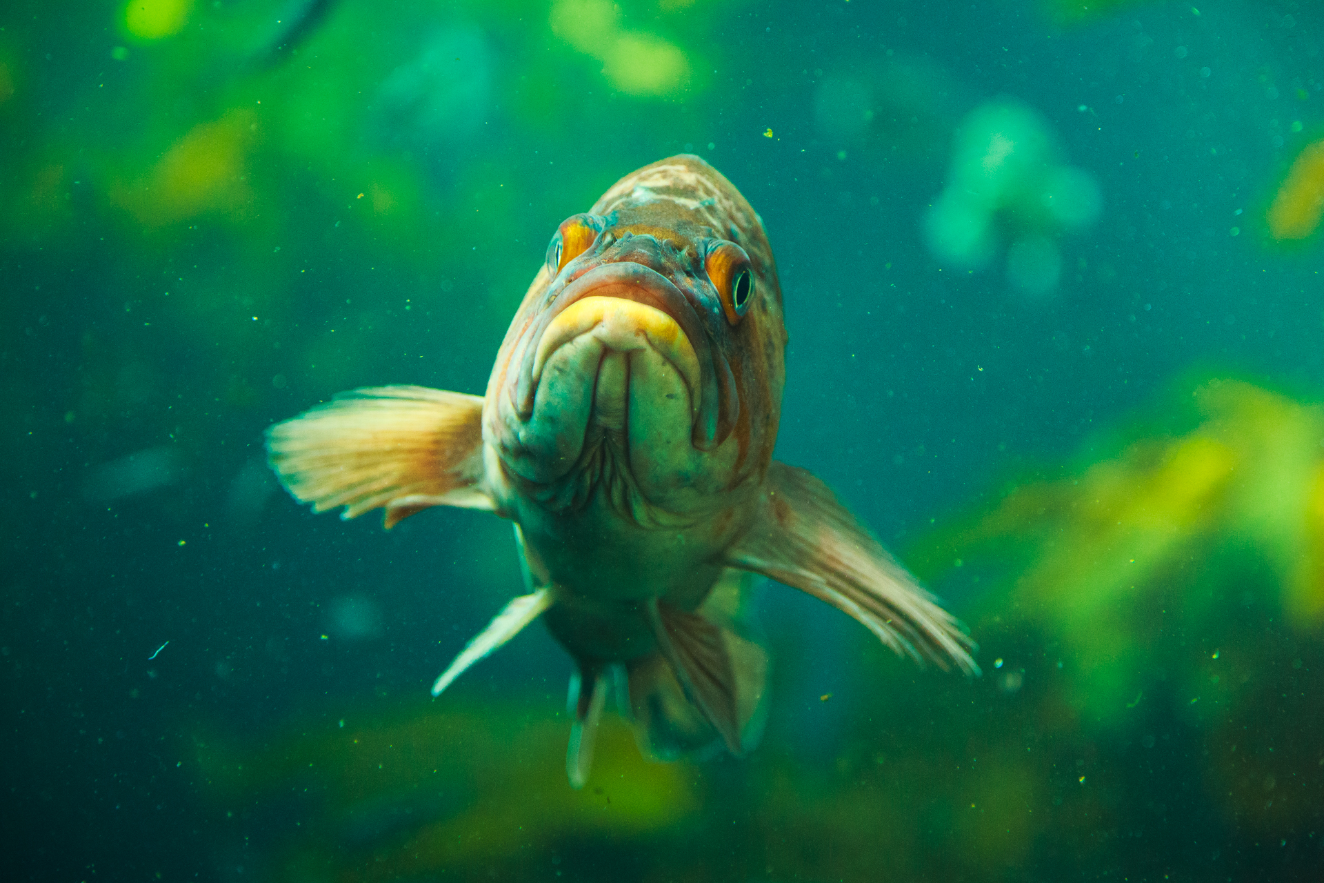 Maren Farra Photography Marine Life 2